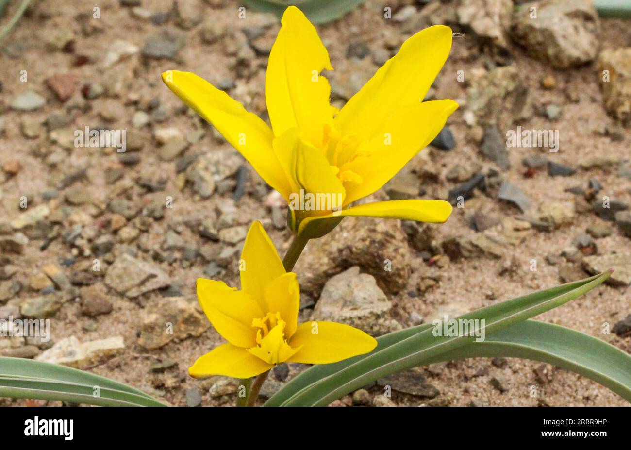 230517 -- HOHHOT, May 17, 2023 -- Plants of Tulipa mongolica are ...