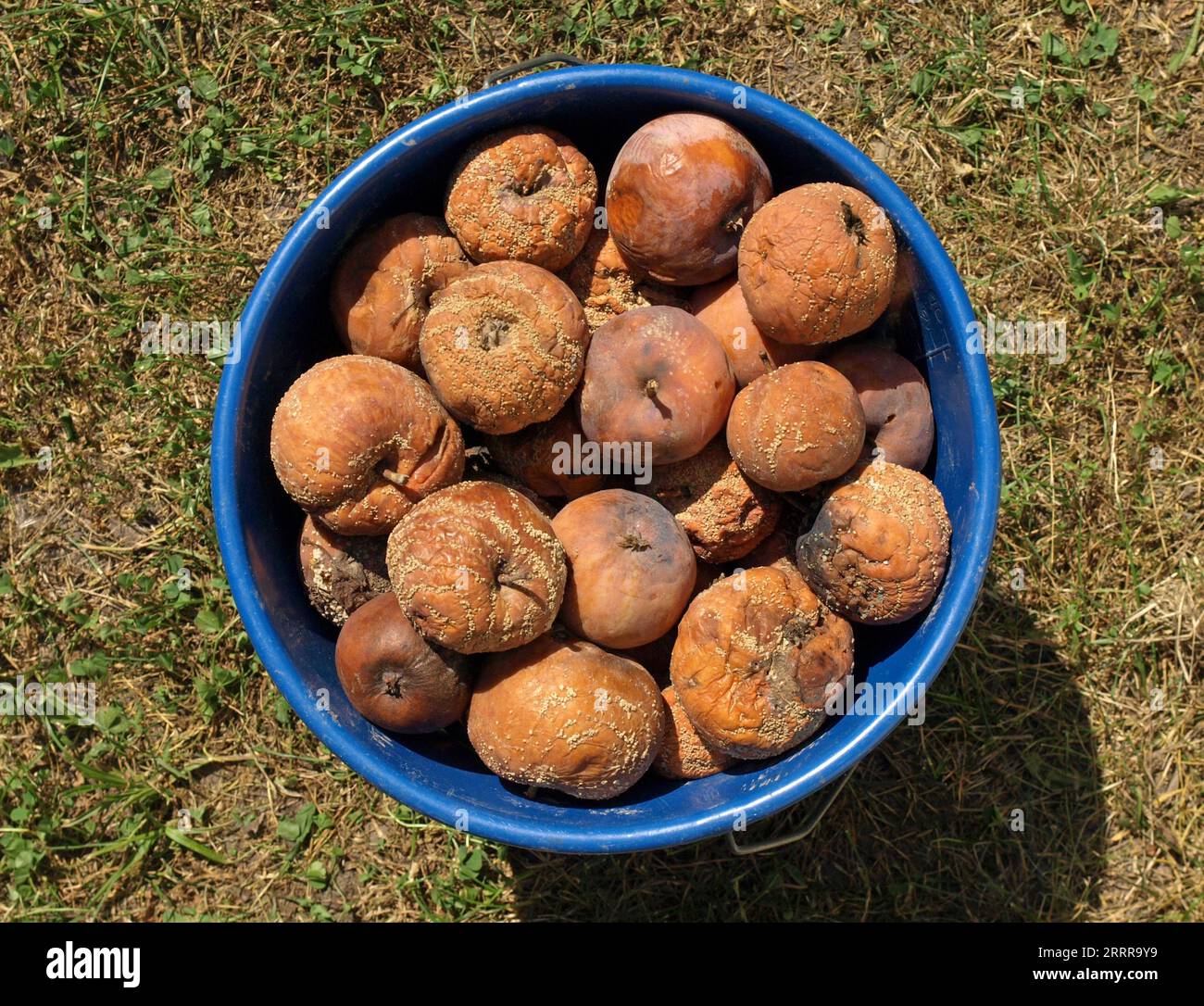 Rotten apples. A bucket filled with rotten apples. Lost crop. Sun baked ...