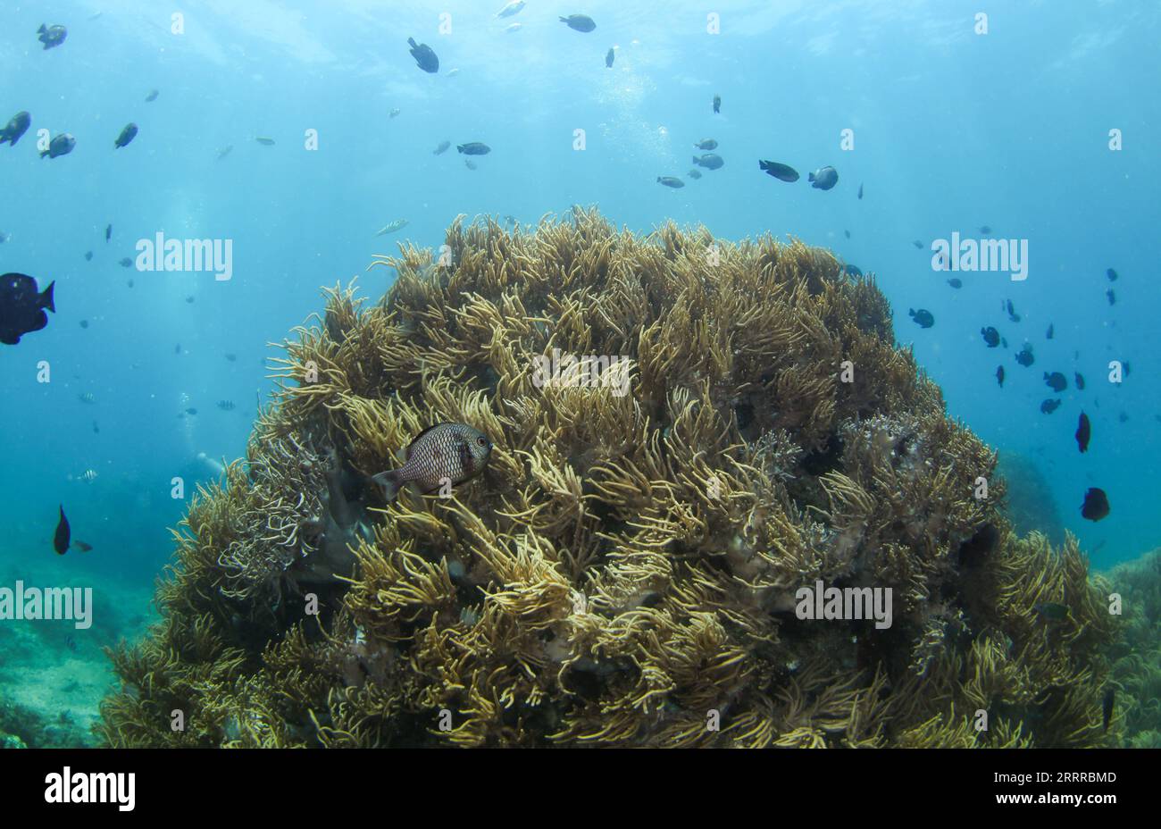 230522 -- SANYA, May 22, 2023 -- This photo taken on May 21, 2021 shows ...