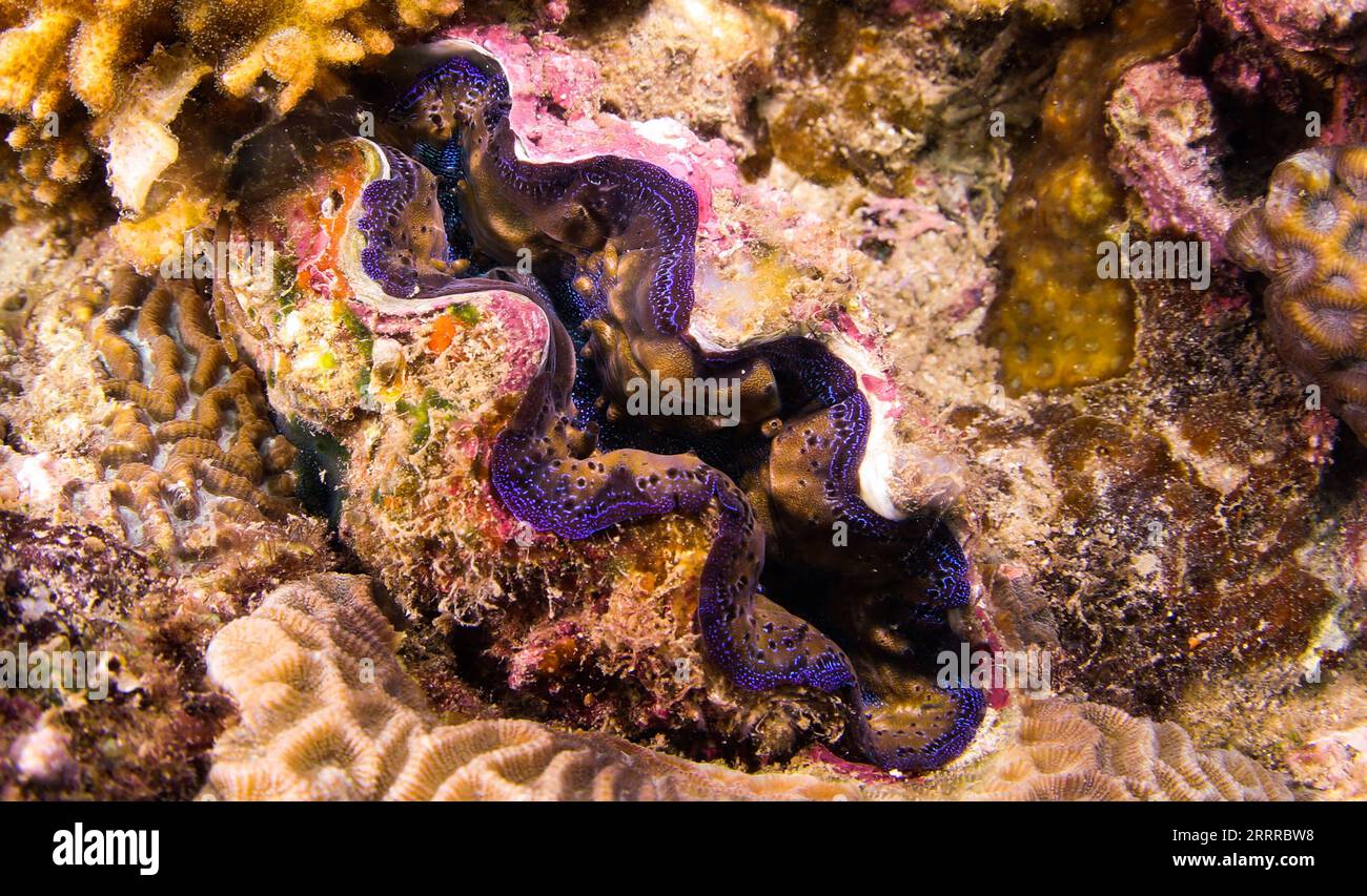 230522 -- SANYA, May 22, 2023 -- This photo taken on May 17, 2023 shows ...