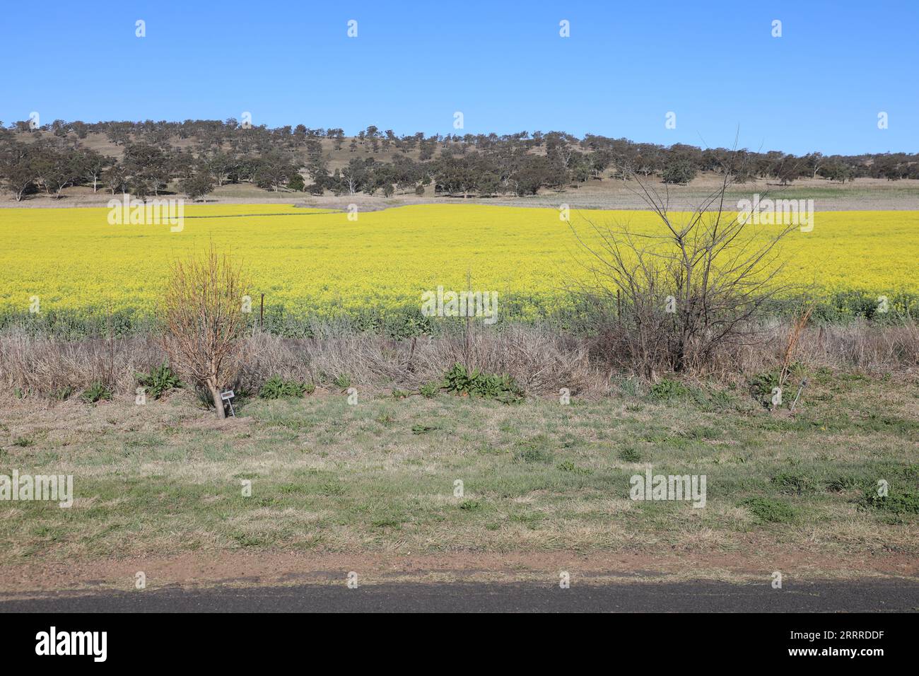 Cassilis, New South Wales, Australia Stock Photo - Alamy