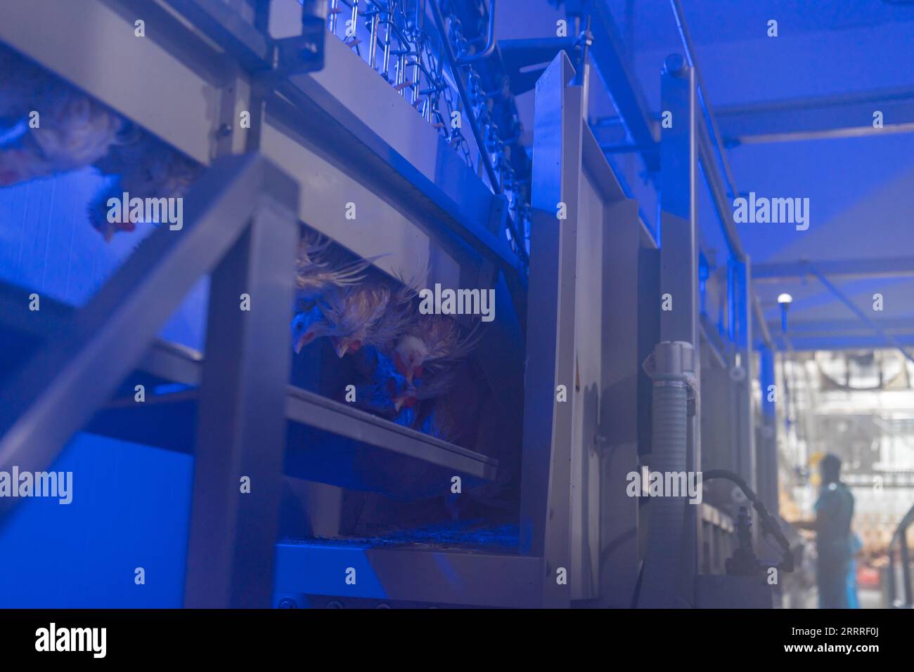 Chickens hang on conveyor chain to electric stunner under blue light ...