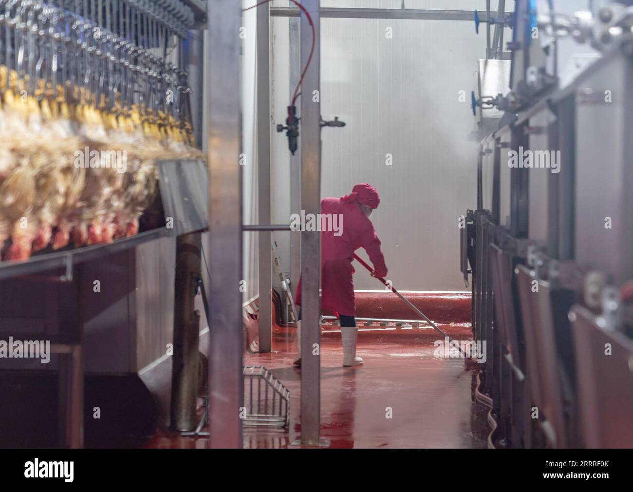 Worker use mob cleaning floor in chicken meat process Stock Photo - Alamy