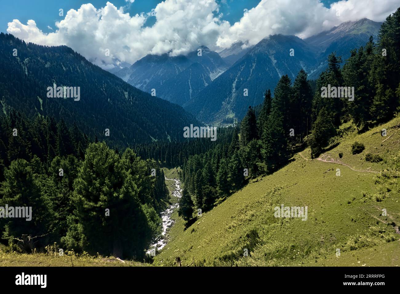 Forest views in the beautiful Aru Valley, Pahalgam, Kashmir, India ...