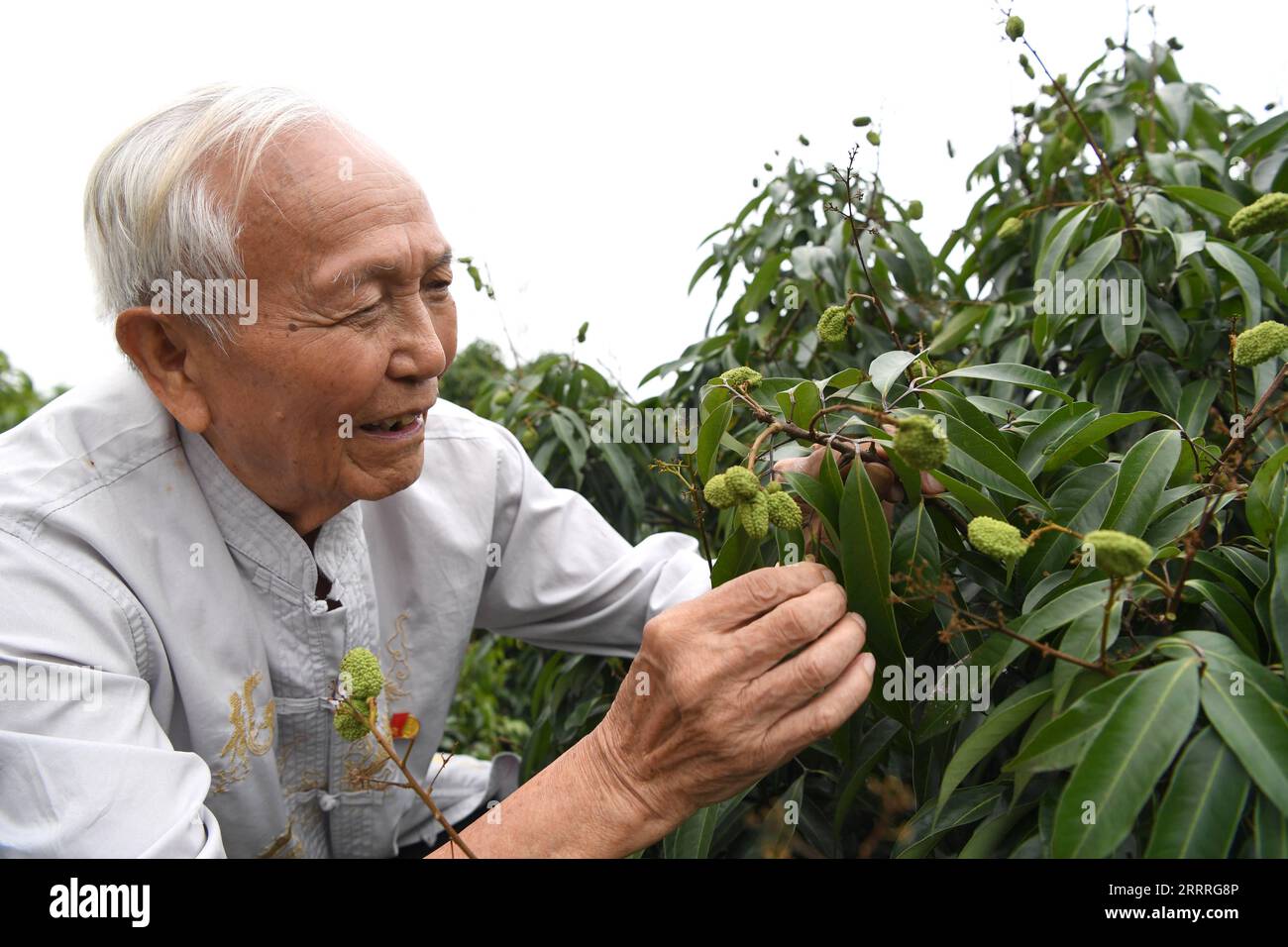 230527 -- YULIN, May 27, 2023 -- Lyu Chaojin checks the condition of a lychee plant at a ...