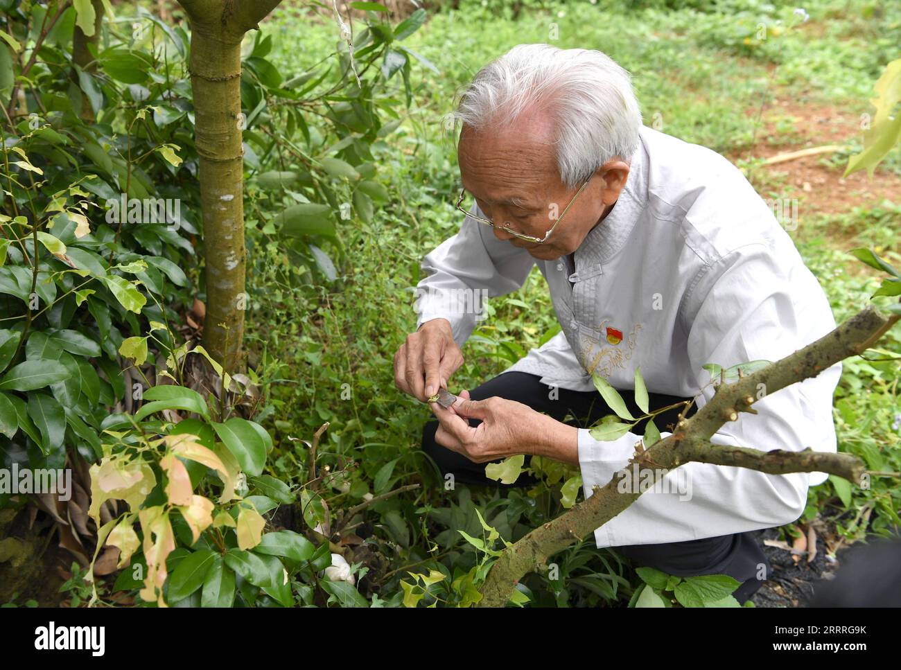 230527 -- YULIN, May 27, 2023 -- Lyu Chaojin demonstrates lychee ...