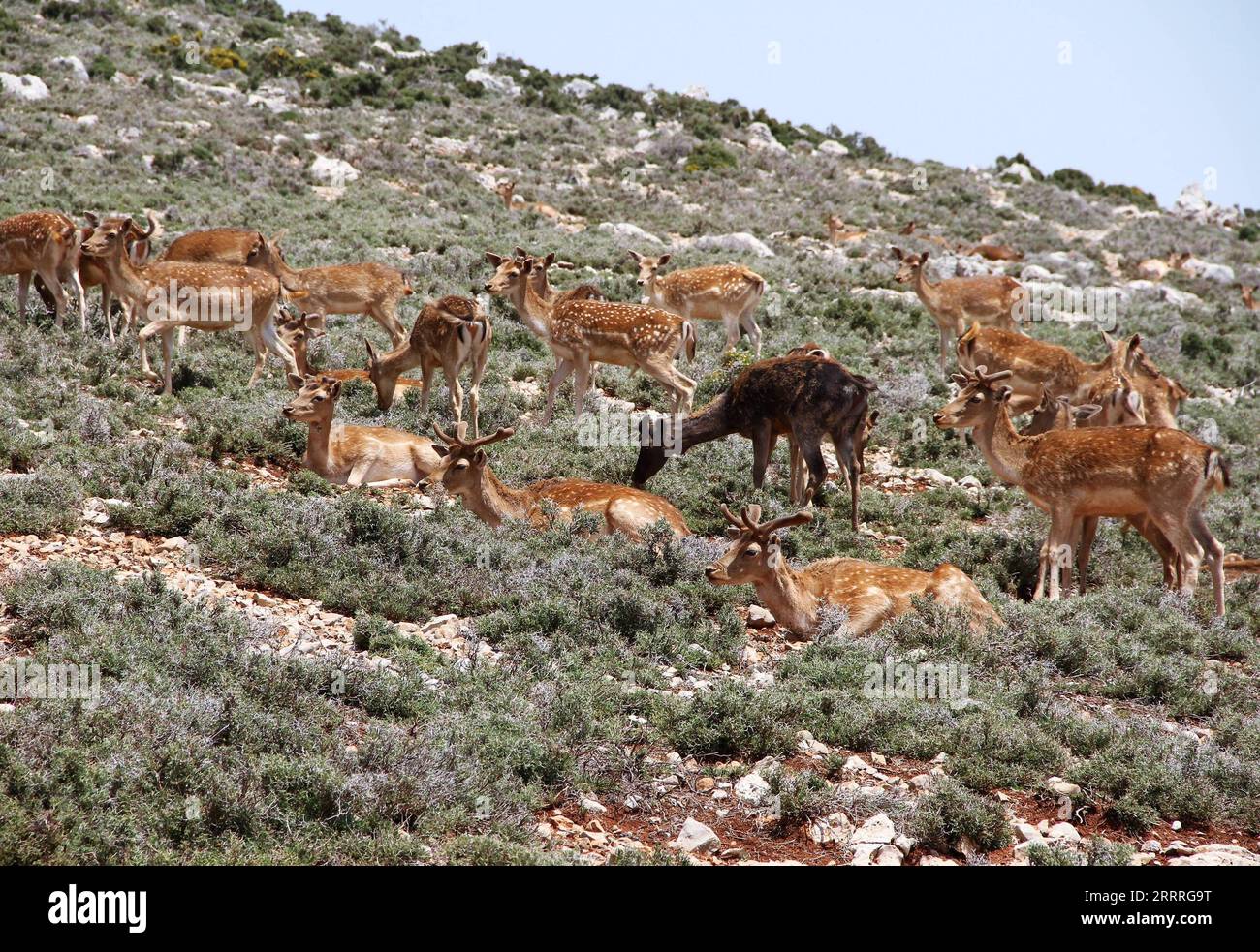 230527 -- BEIRUT, May 27, 2023 -- A herd of deer graze at a deer farm ...