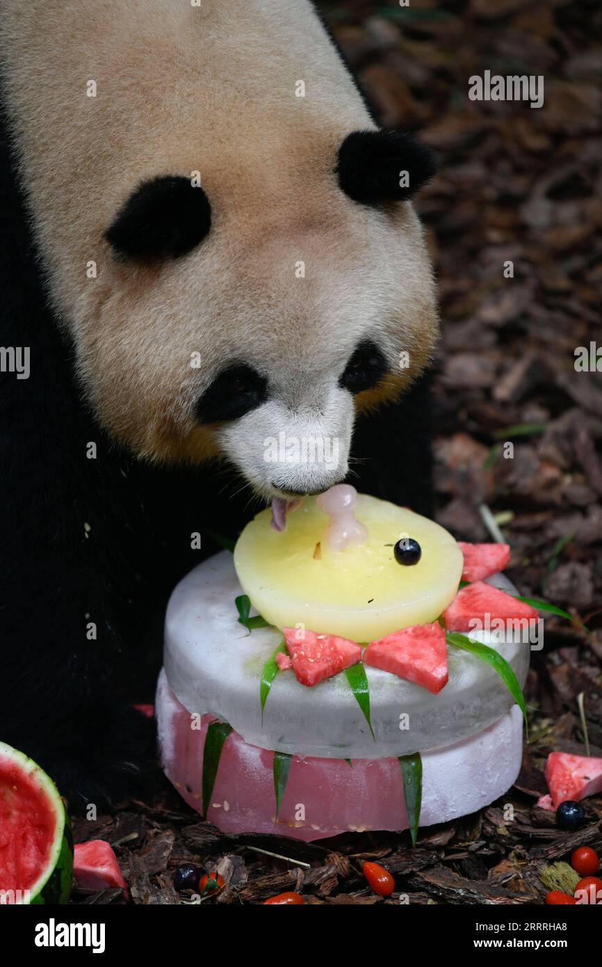 230529 -- CHENGDU, May 29, 2023 -- Giant panda Mei Lan eats an ice cake ...