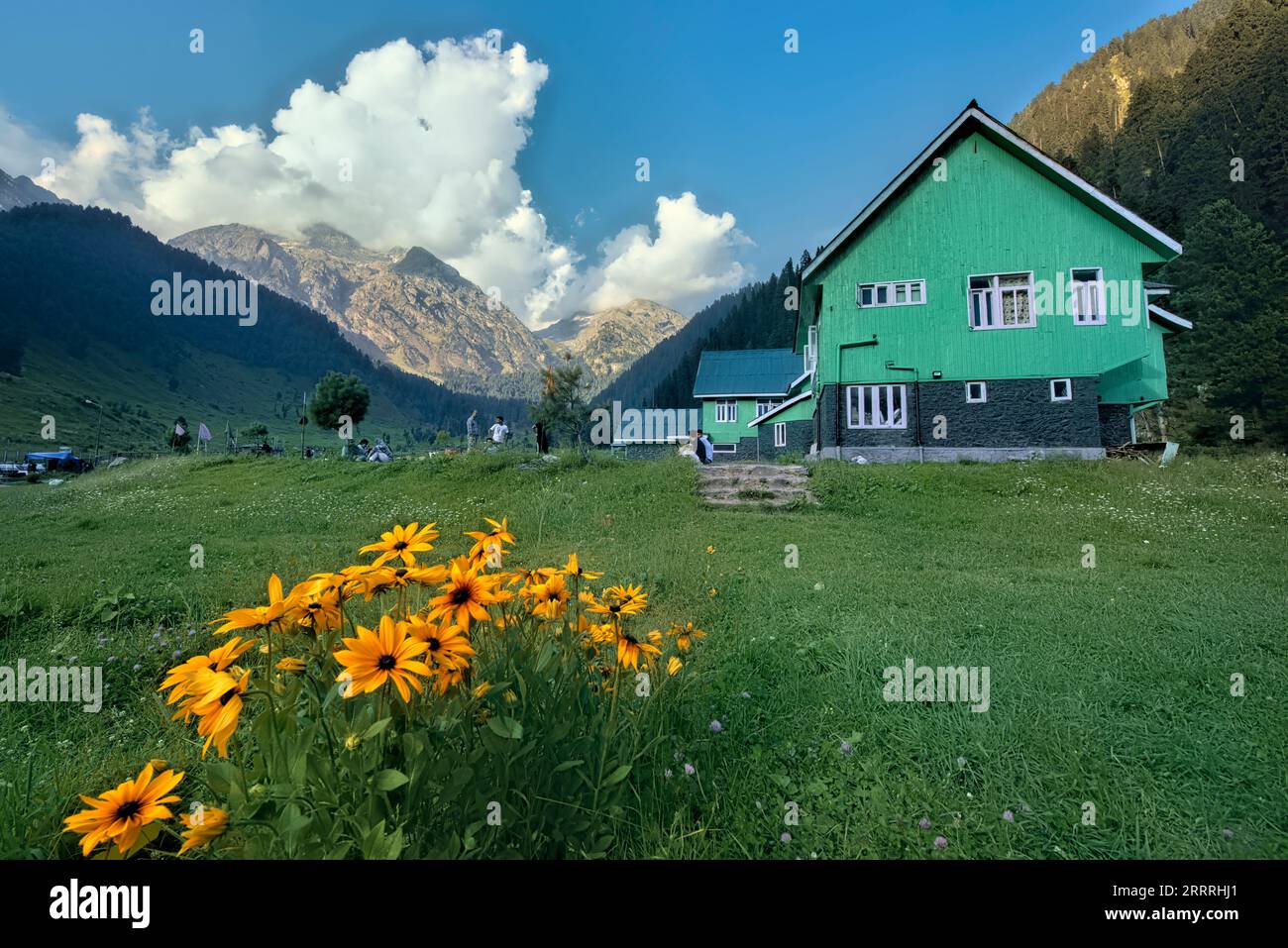 Sunflowers and chalet, Aru Valley, Pahalgam, Kashmir, India Stock Photo ...