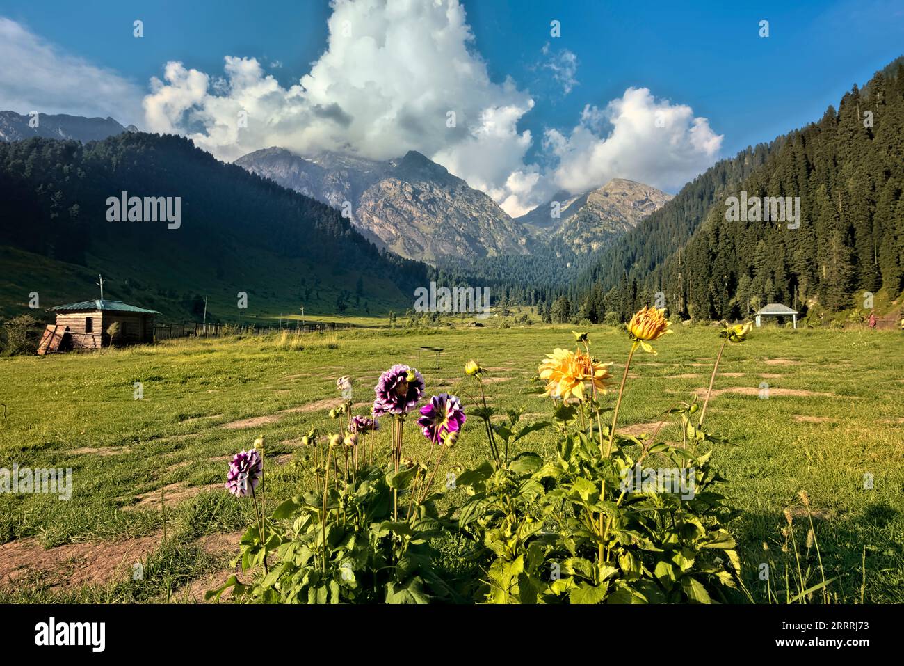 Flowers in the Aru Valley, Pahalgam, Kashmir, India Stock Photo - Alamy