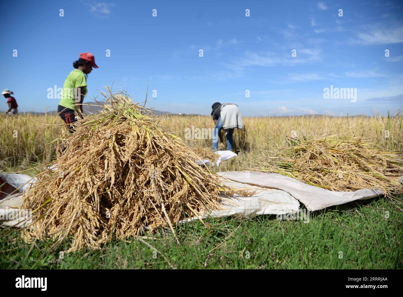 230530 -- MAHITSY MADAGASCAR, May 30, 2023 -- Local farmers harvest ...