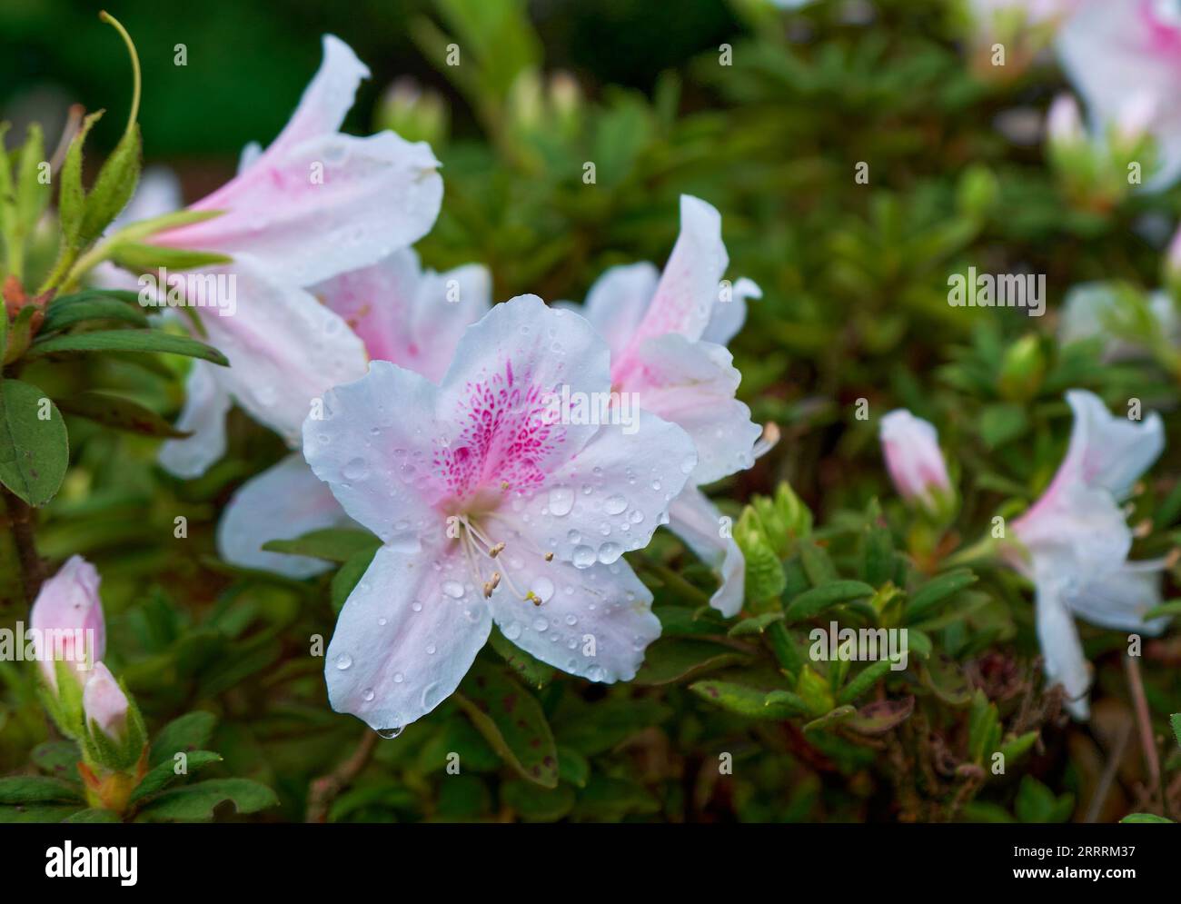 Taber hi-res stock photography and images - Alamy