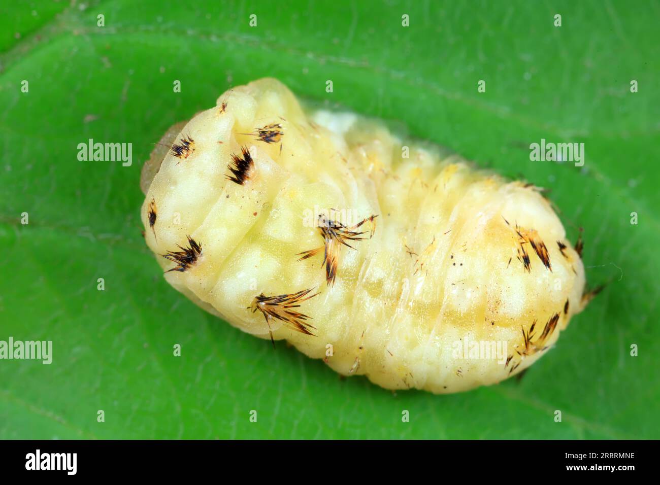Lepidoptera larvae in the wild, North China Stock Photo - Alamy