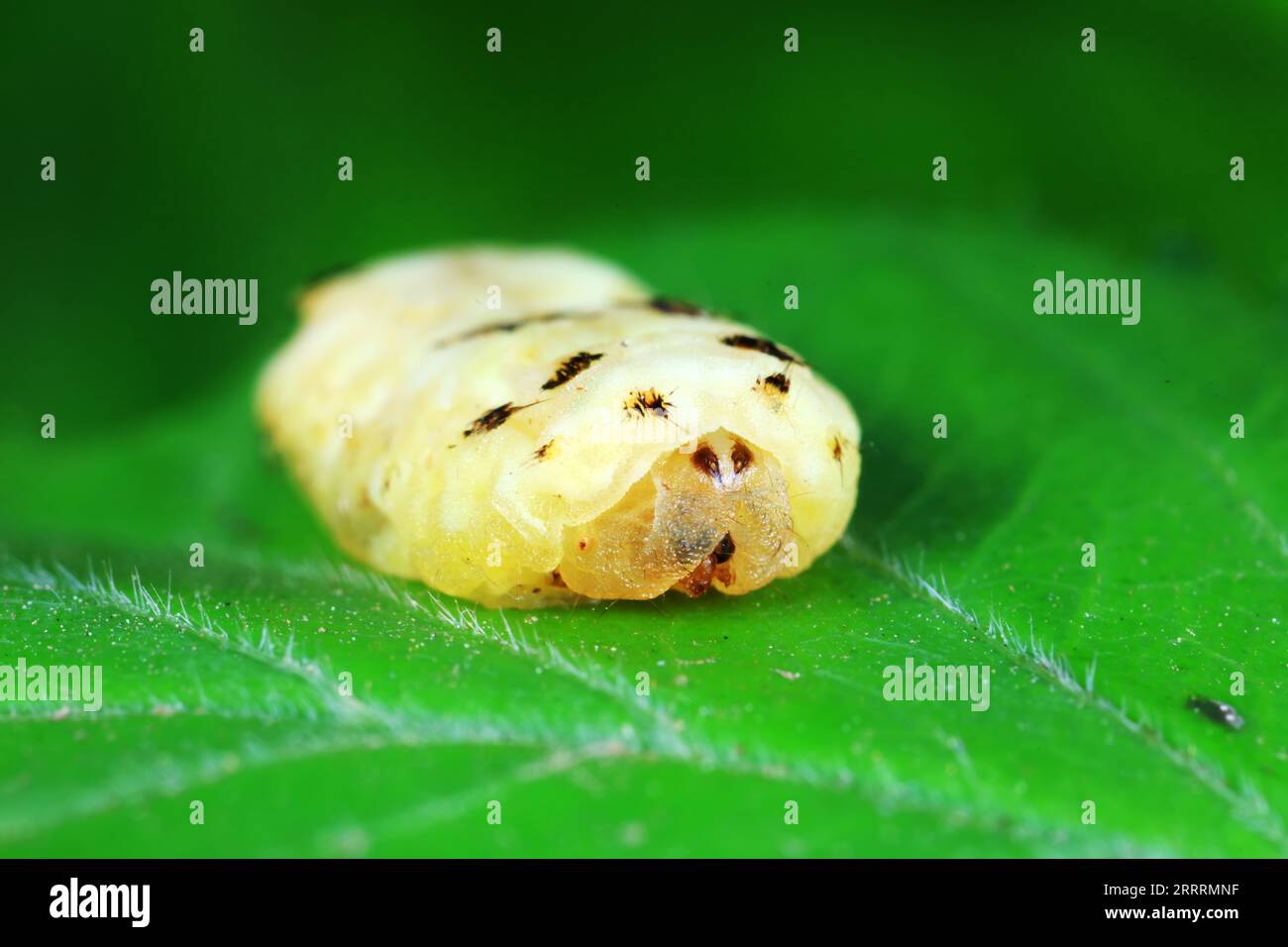 Lepidoptera larvae in the wild, North China Stock Photo - Alamy