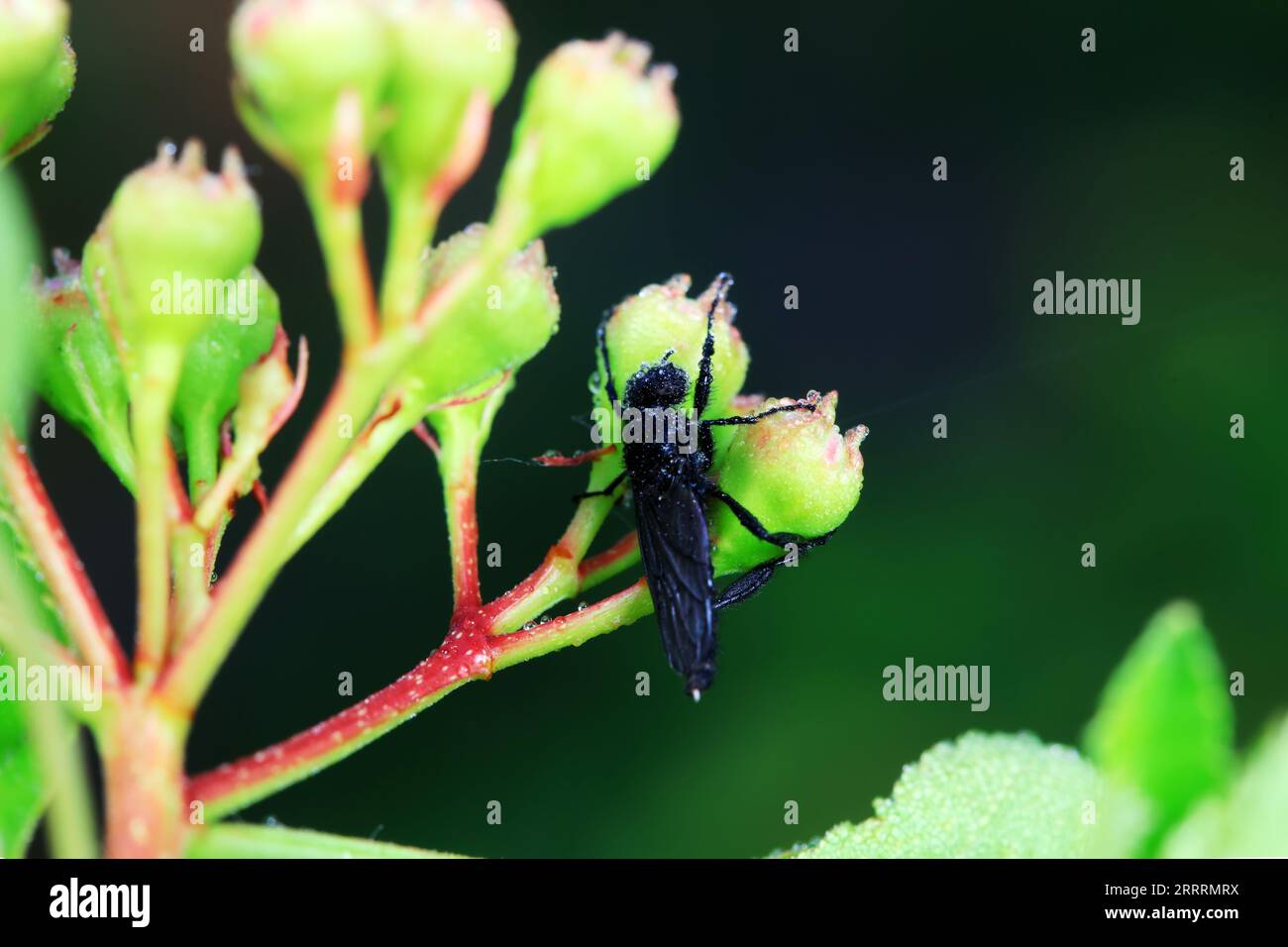 Mosquitos on wild plants, North China Stock Photo - Alamy
