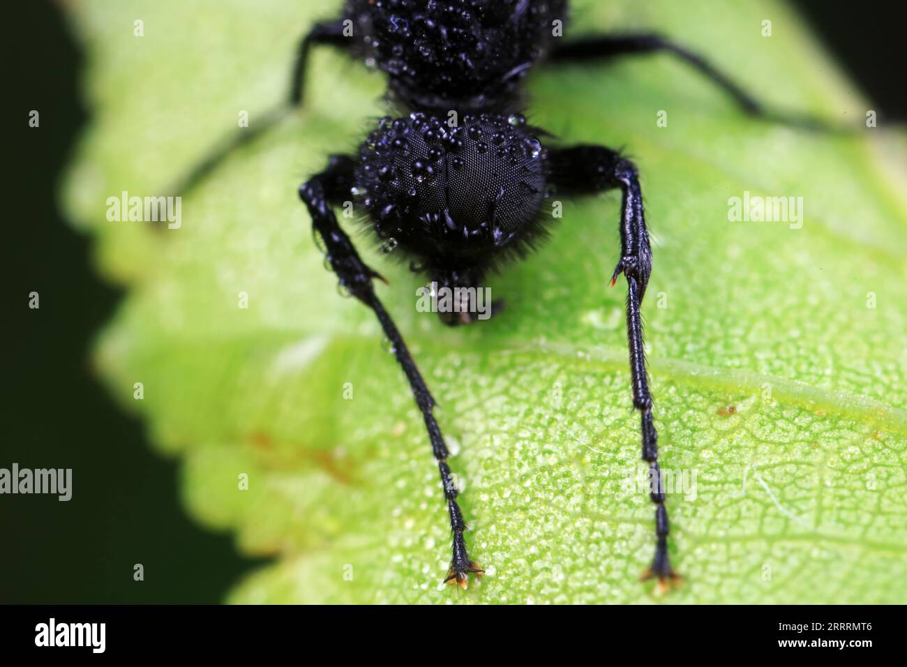 Mosquitos on wild plants, North China Stock Photo - Alamy