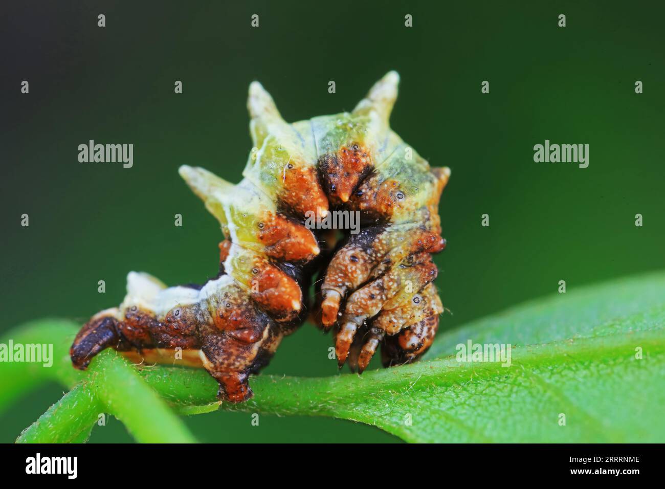 Ruler moth hi-res stock photography and images - Alamy
