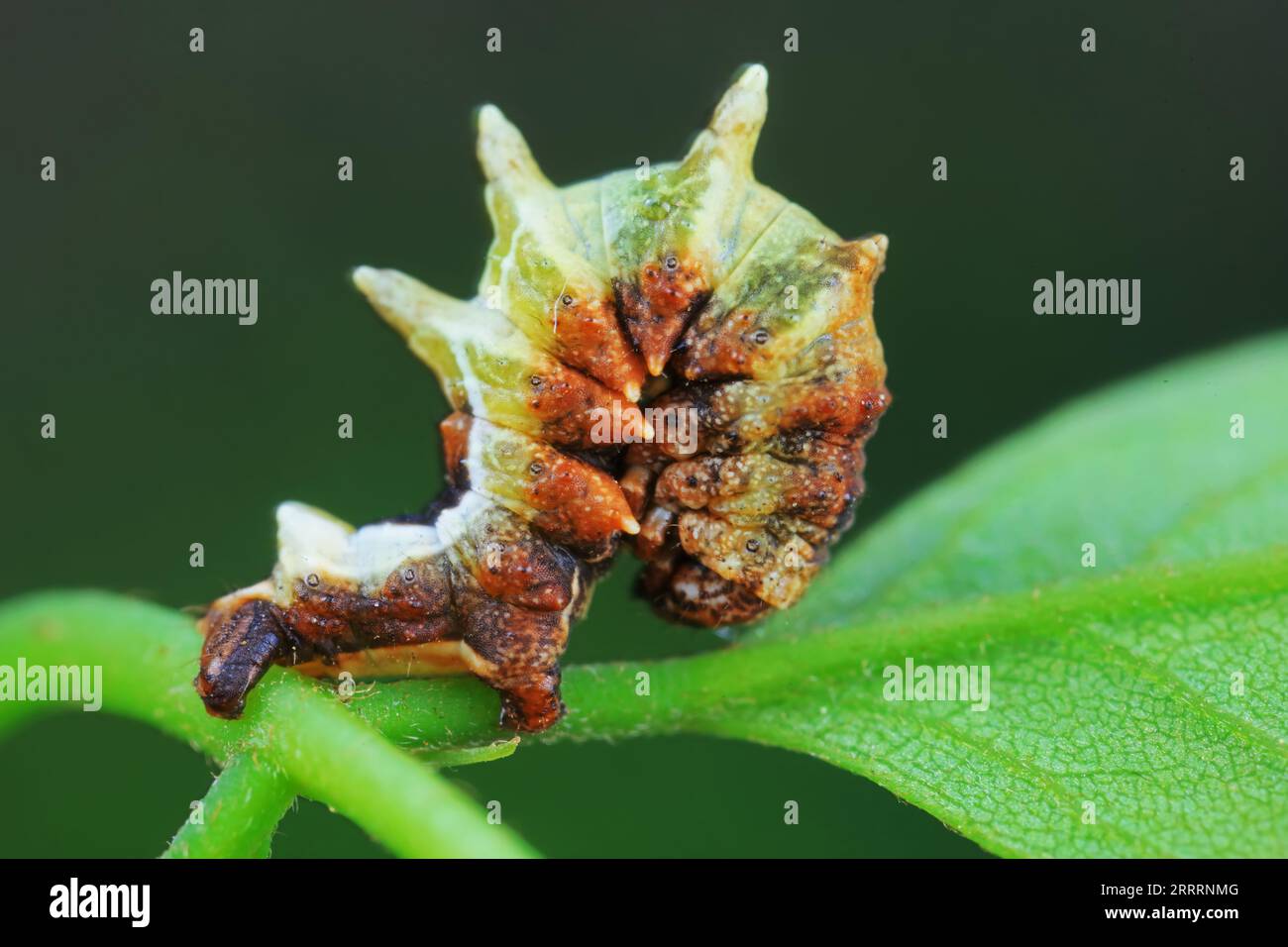 Lepidoptera larvae in the wild, North China Stock Photo - Alamy