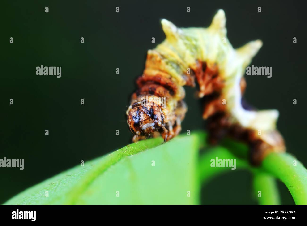 Lepidoptera larvae in the wild, North China Stock Photo - Alamy