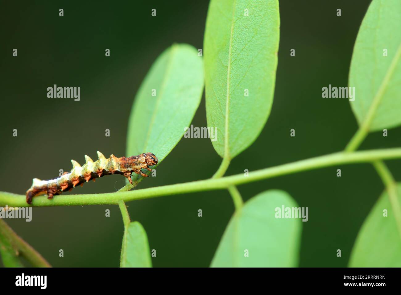 Lepidoptera larvae in the wild, North China Stock Photo - Alamy
