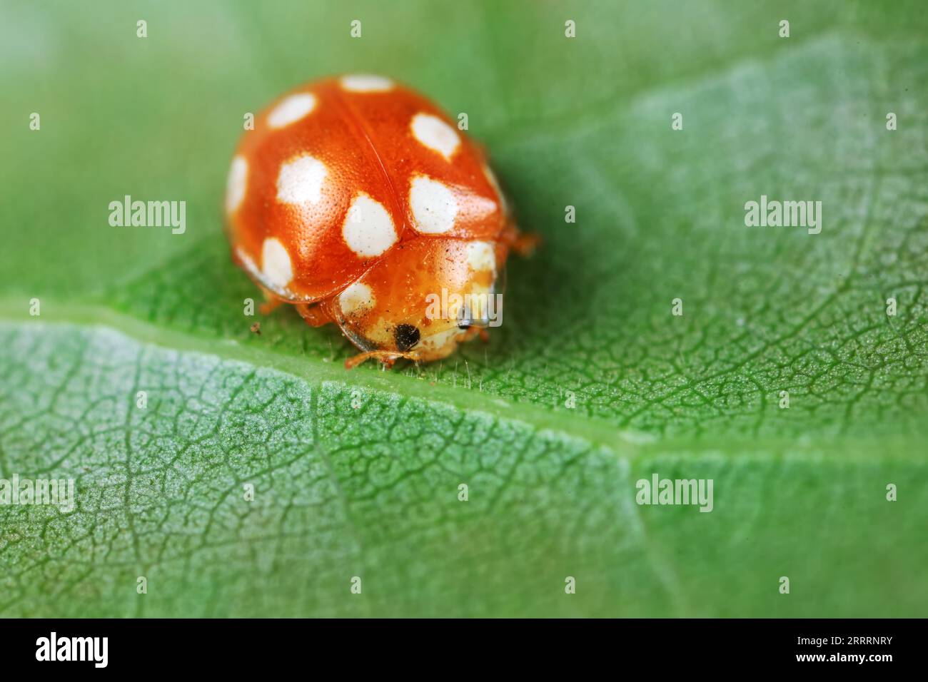 Ladybugs on wild plants, North China Stock Photo - Alamy