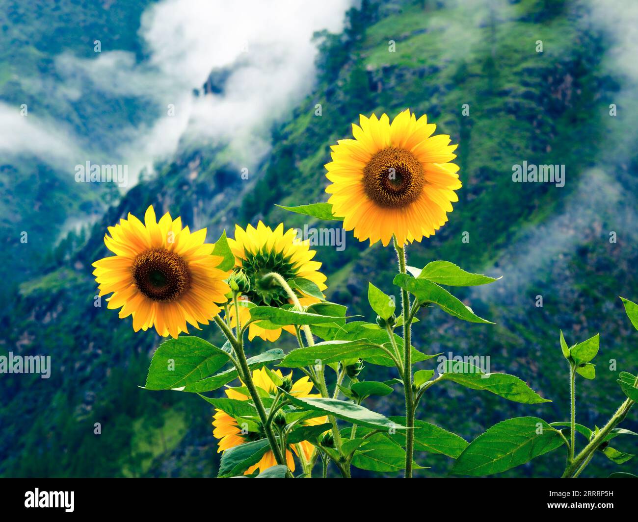 Sunflowers in the mountains. Sunflowers bloom in a Himalayan mountain ...