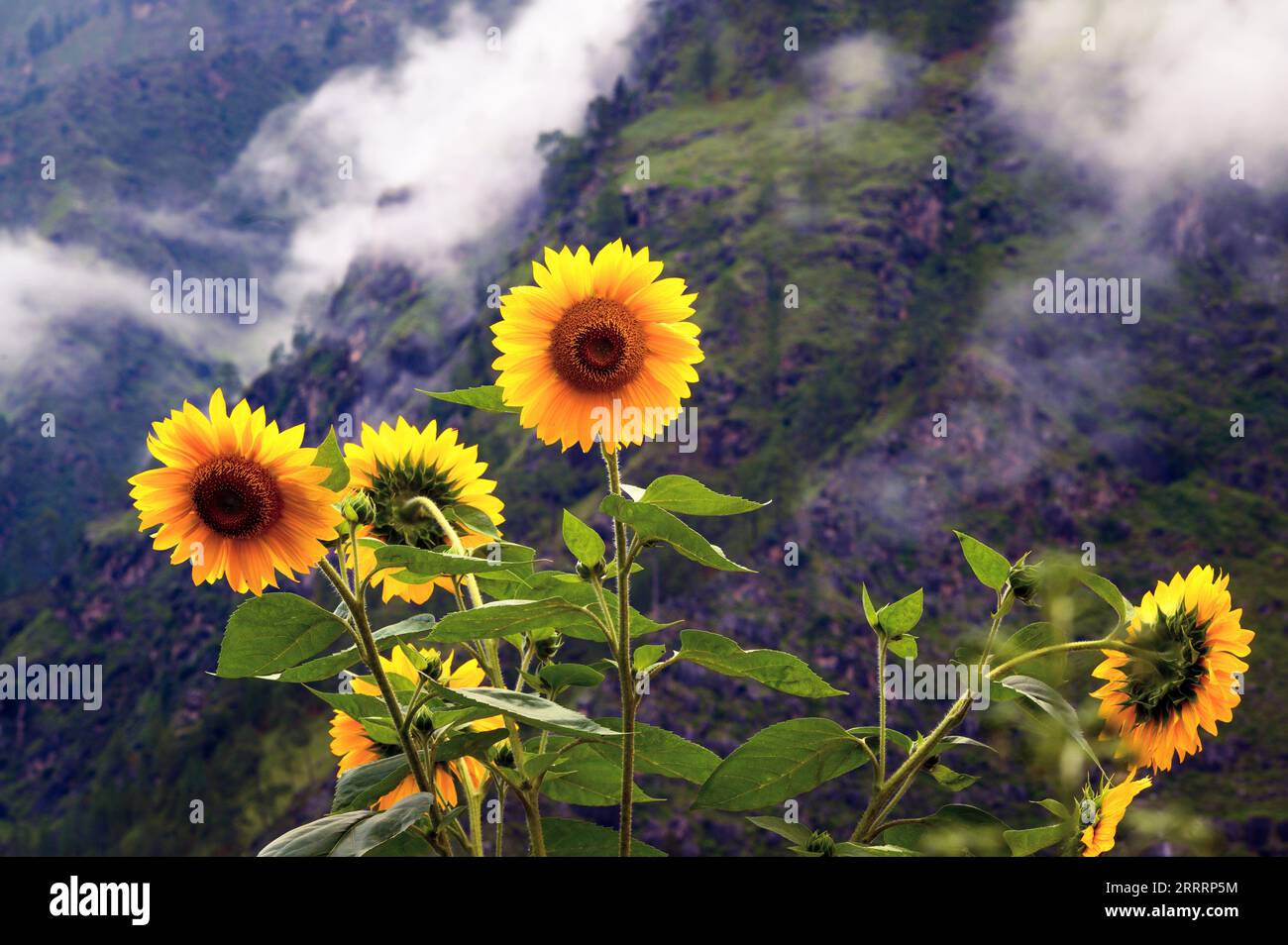Sunflowers in the mountains. Sunflowers bloom in a Himalayan mountain ...