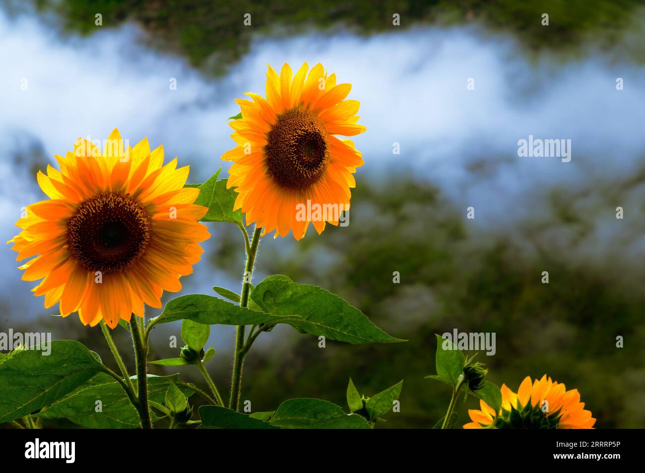 Sunflowers in the mountains. Sunflowers bloom in a Himalayan mountain ...