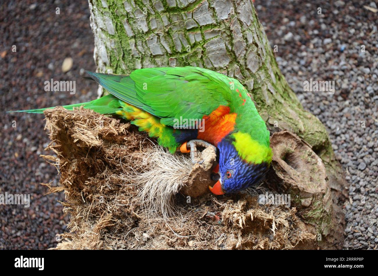Parque tenerife parrot hi-res stock photography and images - Alamy