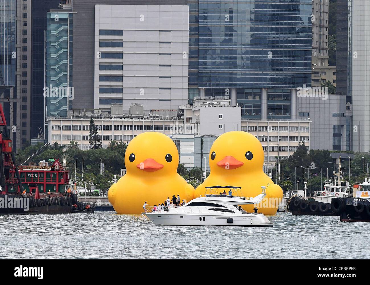 230609 -- HONG KONG, June 9, 2023 -- A pair of giant yellow rubber ...