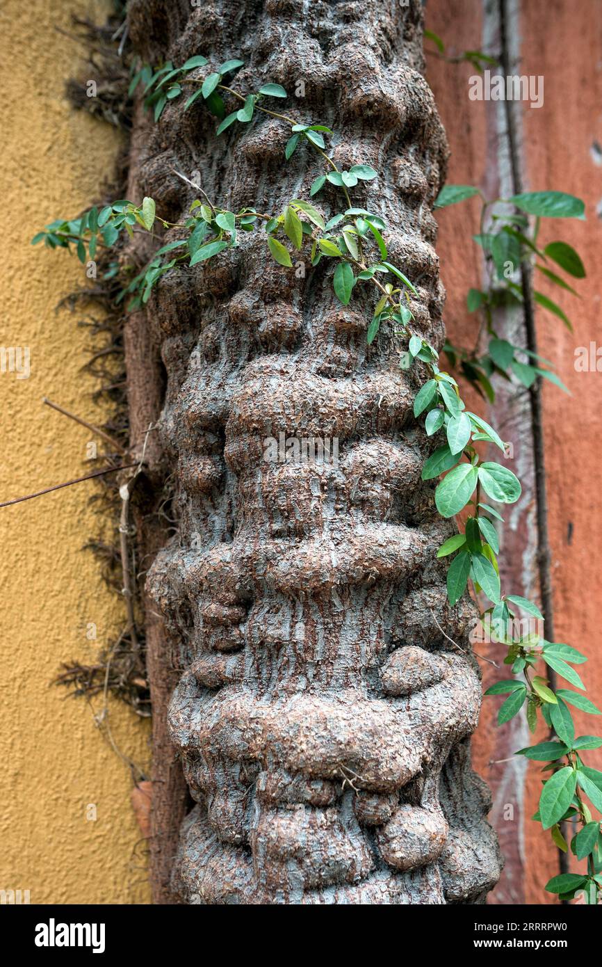 Trunk root system growing on the wall - close up of strange trunk root ...