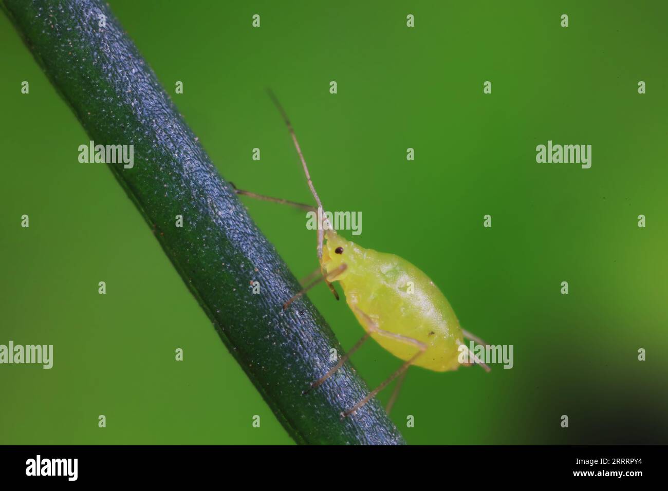 Aphids in the wild, North China Stock Photo - Alamy