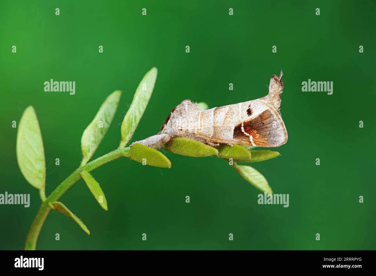 Lepidoptera insects in the wild, North China Stock Photo - Alamy