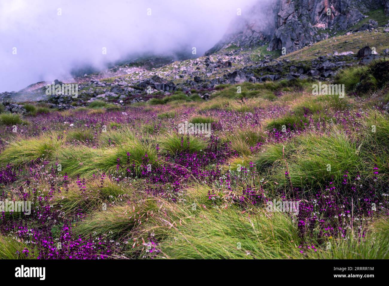 Kyara park hi-res stock photography and images - Alamy