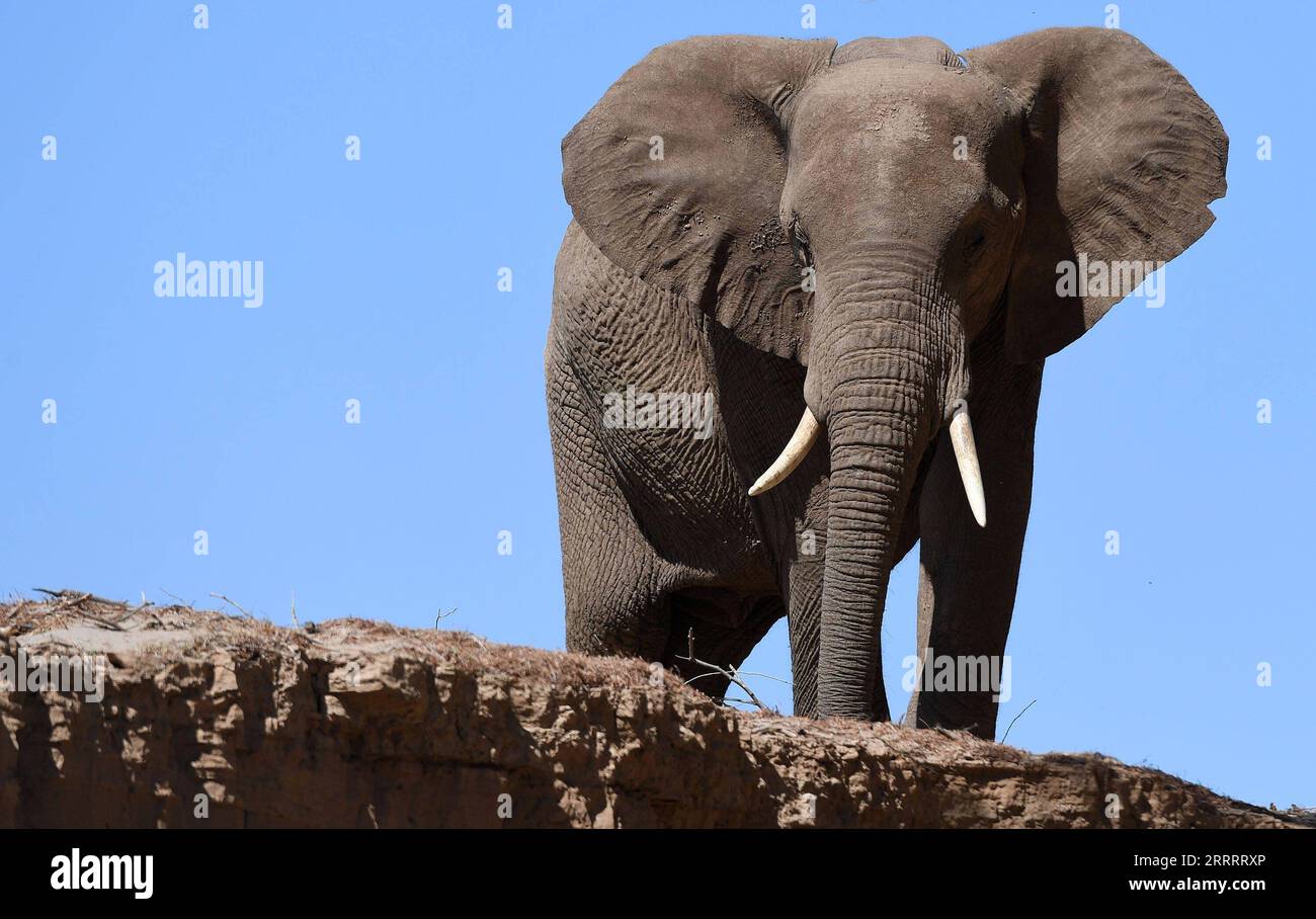 Elephant deaths hi-res stock photography and images - Alamy