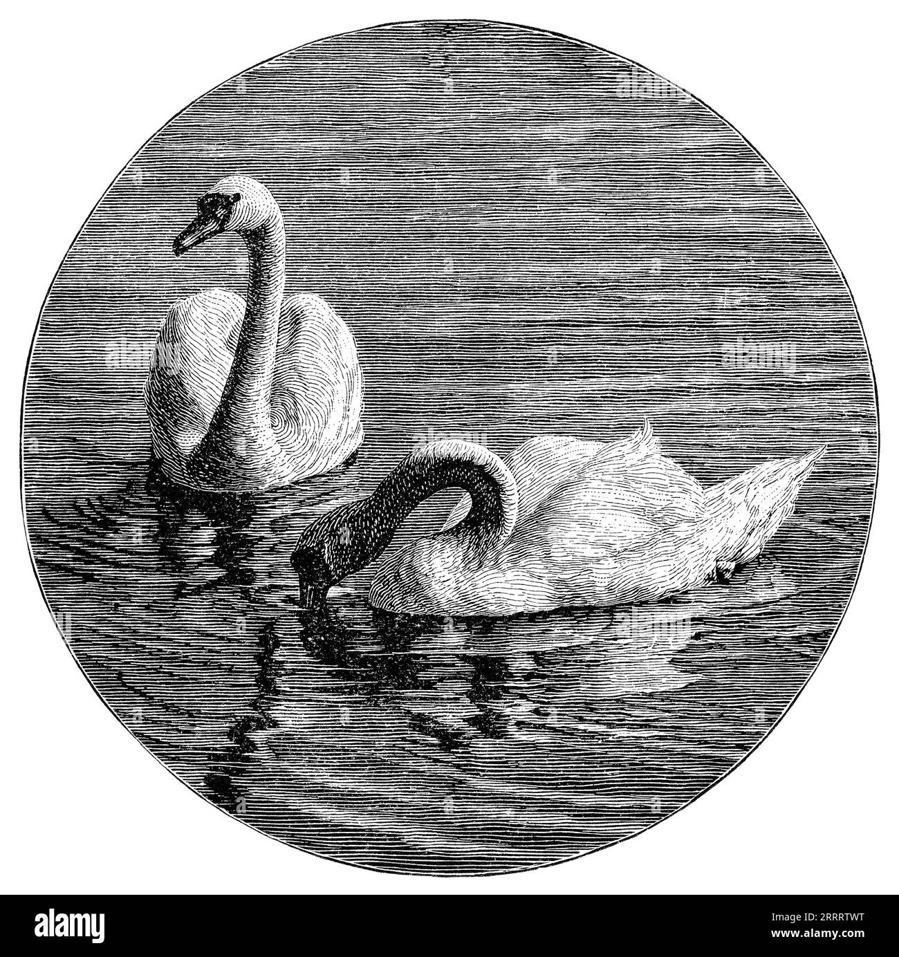 Vintage swan illustration Black and White Stock Photos & Images - Alamy