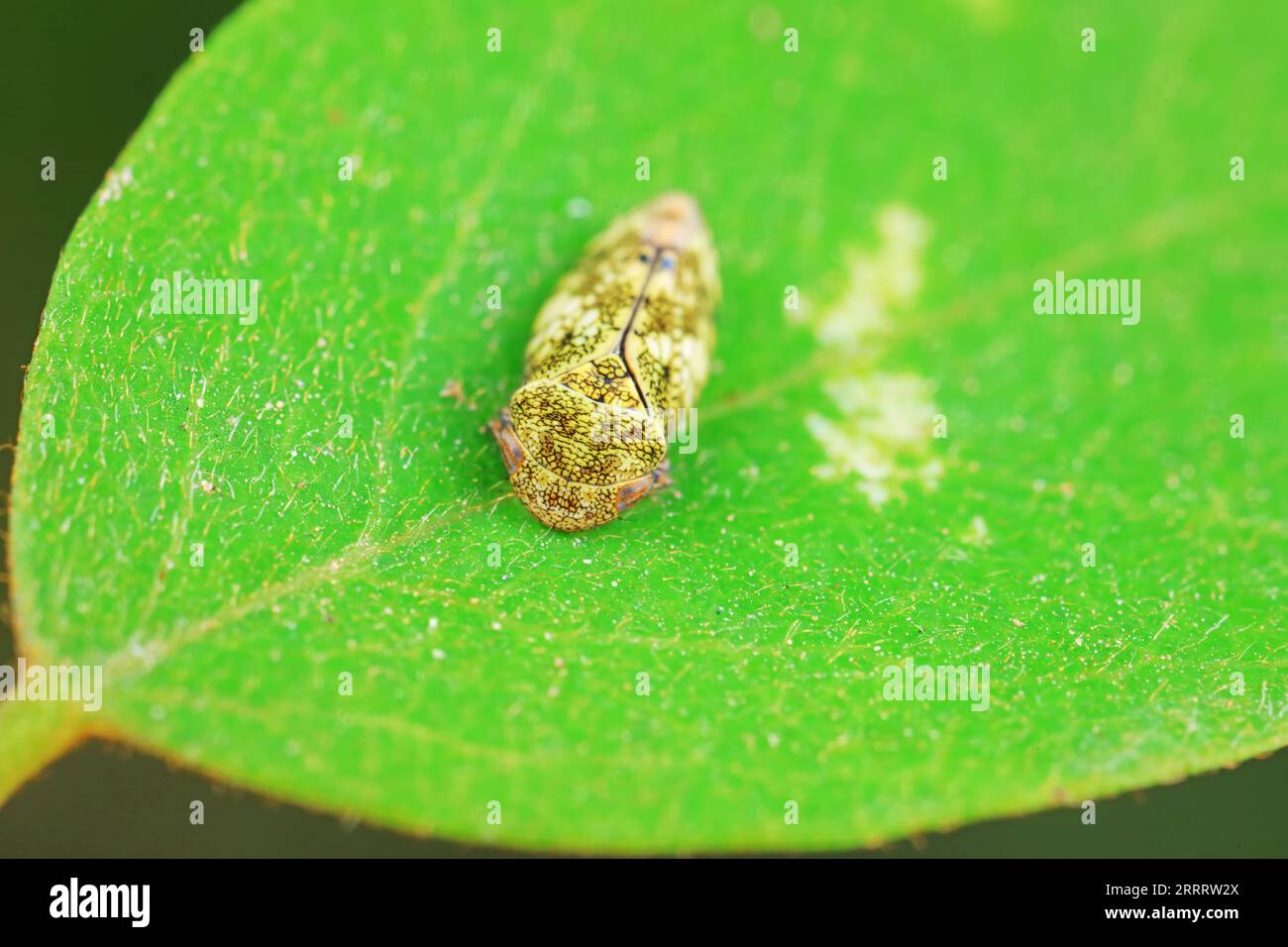 Leaf cicada on wild plants, North China Stock Photo - Alamy