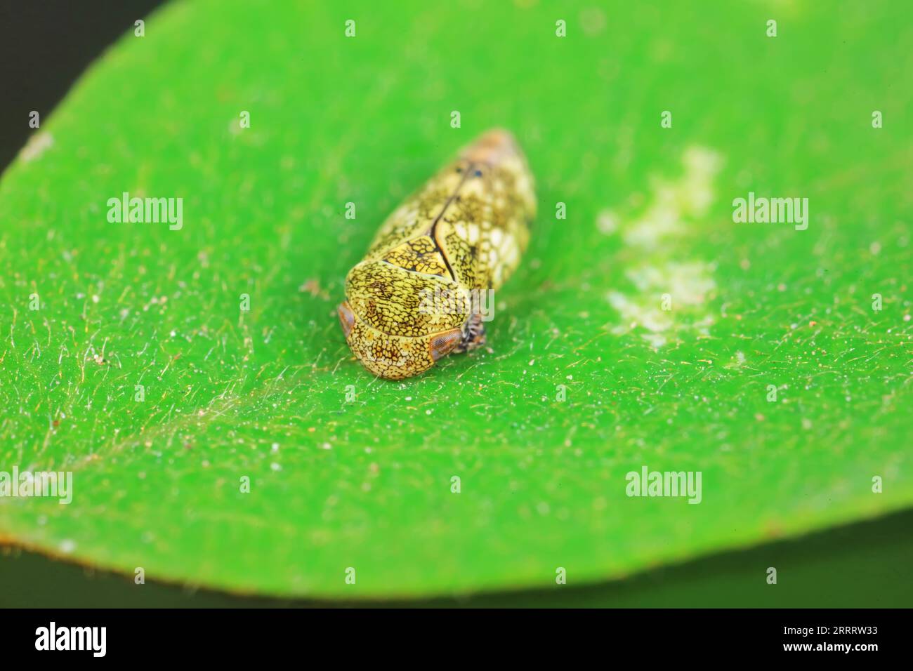 Leaf cicada on wild plants, North China Stock Photo - Alamy