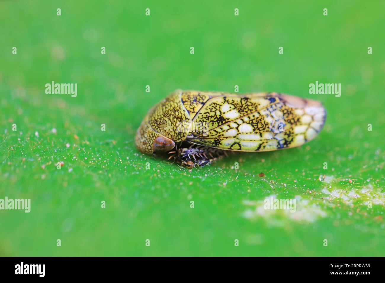 Leaf cicada on wild plants, North China Stock Photo - Alamy