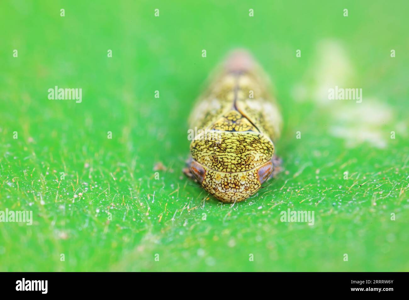 Leaf cicada on wild plants, North China Stock Photo - Alamy