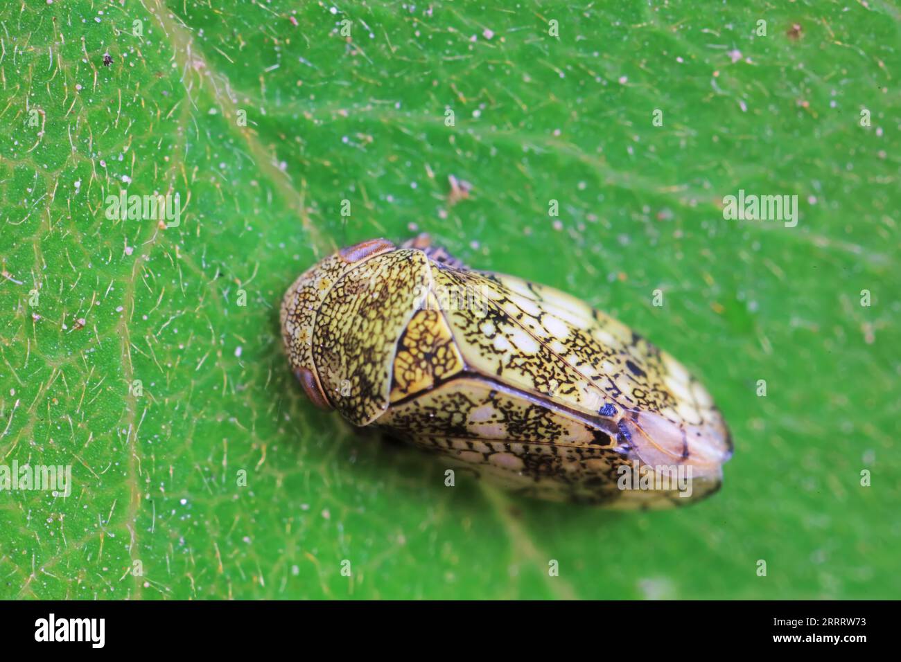 Leaf cicada on wild plants, North China Stock Photo - Alamy