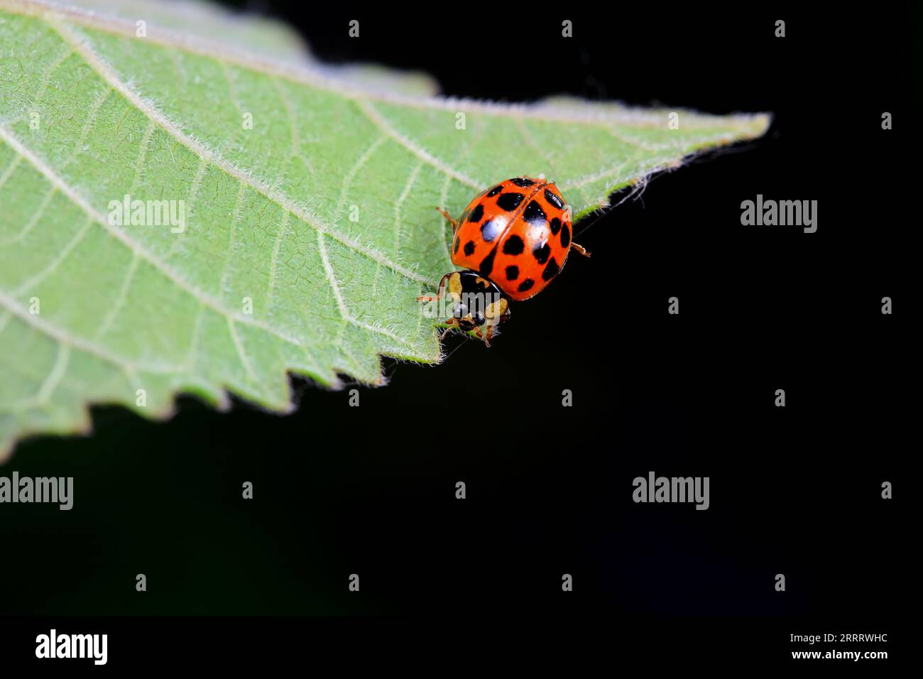Ladybugs on wild plants, North China Stock Photo - Alamy