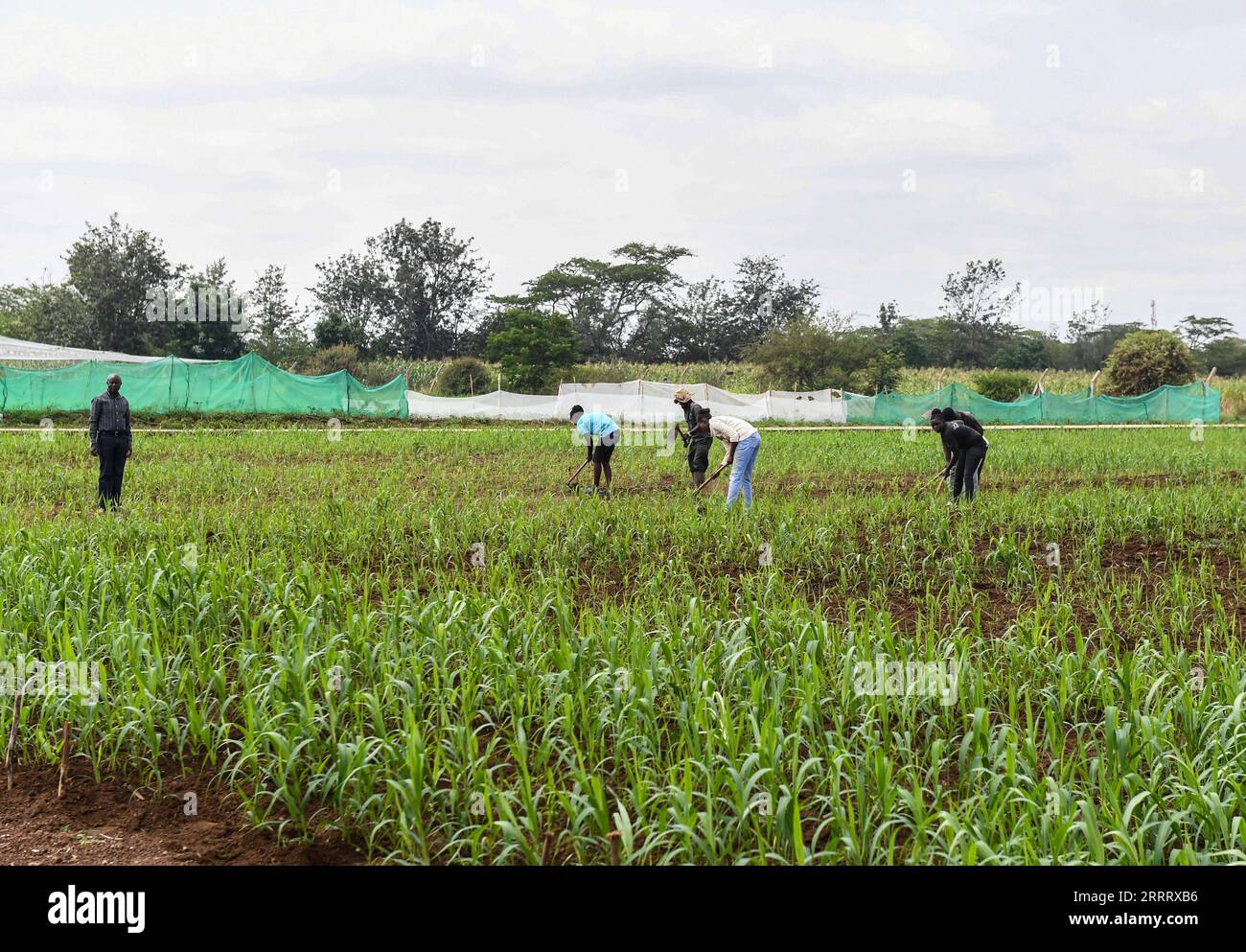 Anti desertification hi-res stock photography and images - Alamy
