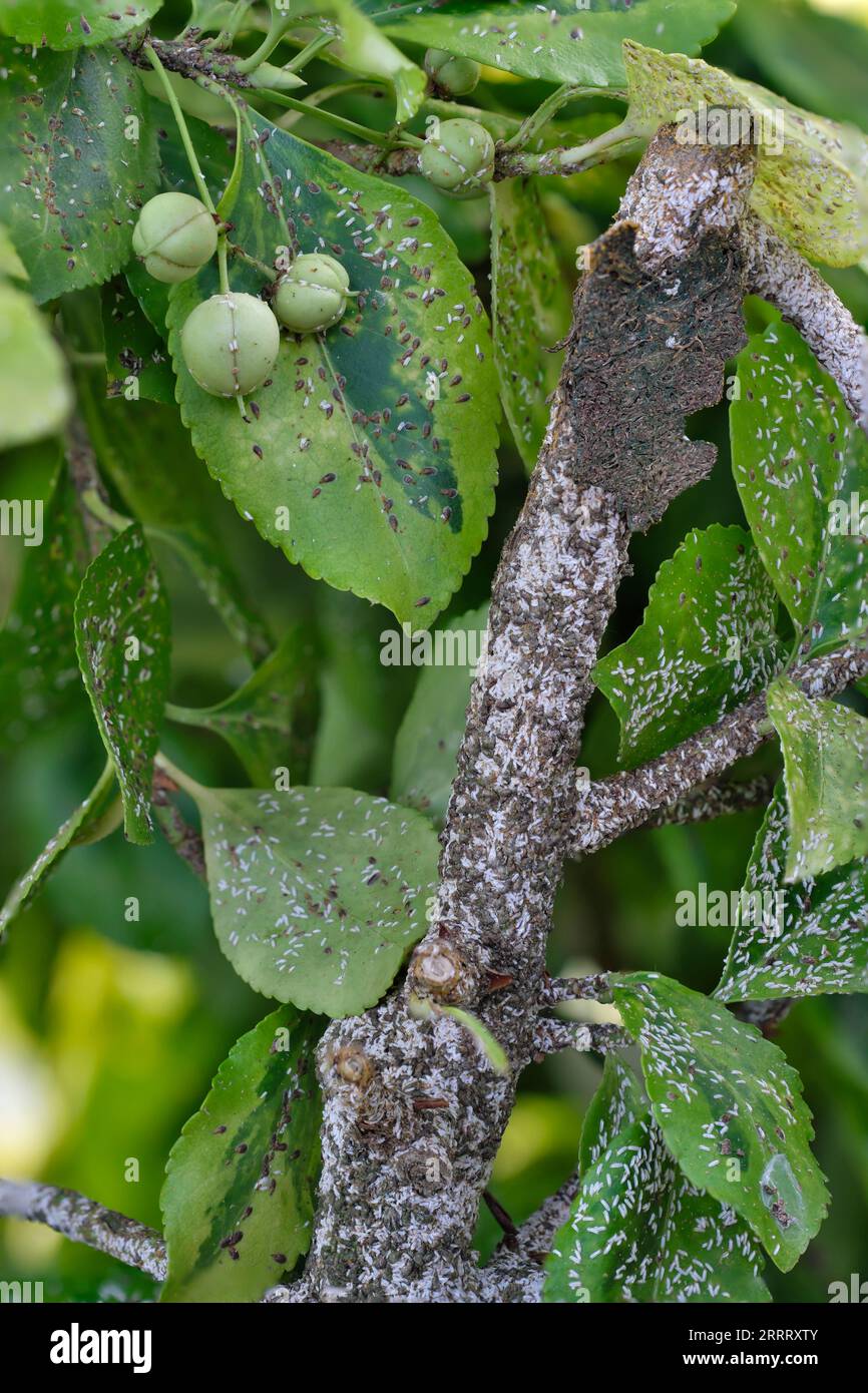 Euonymus scale insect hi-res stock photography and images - Alamy