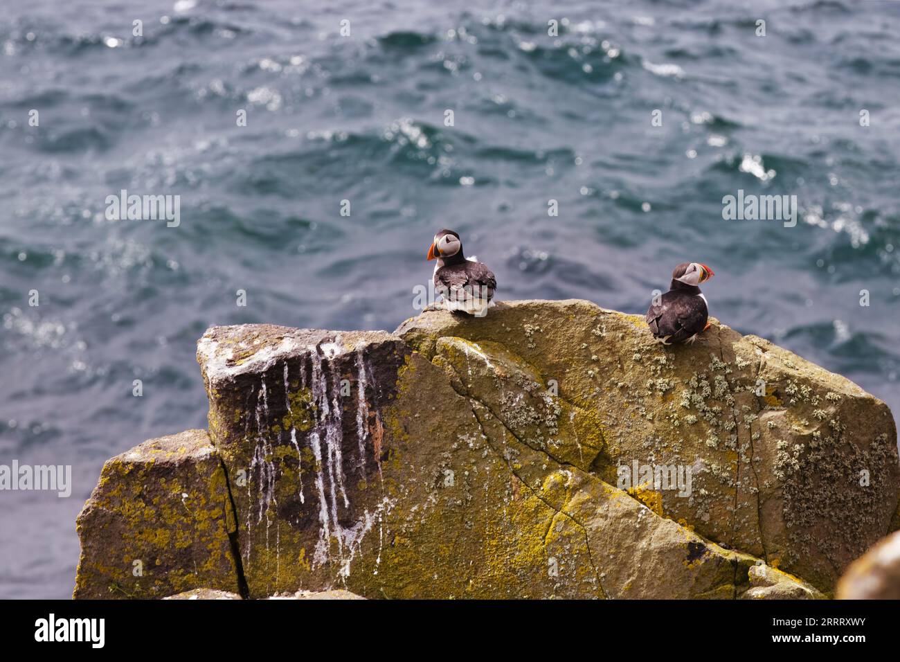 Two puffins on a rock hi-res stock photography and images - Alamy