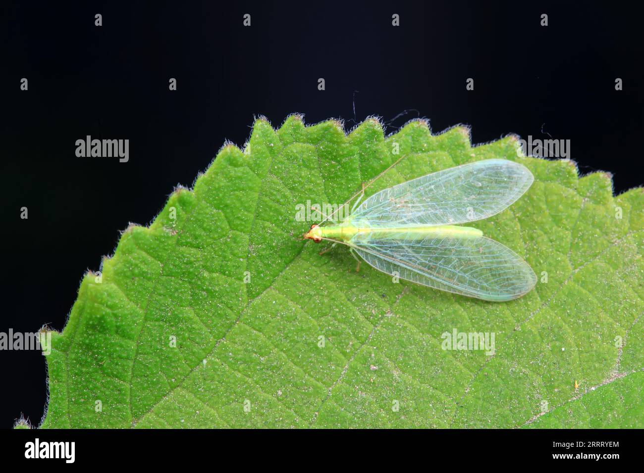 A functional insect of the order Neuroptera in the wild, North China ...