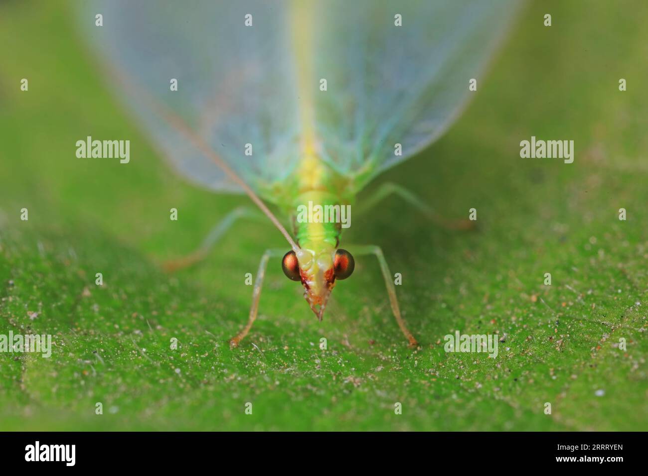 A functional insect of the order Neuroptera in the wild, North China ...