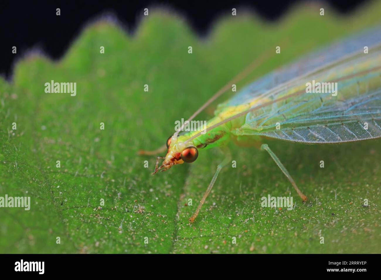 A functional insect of the order Neuroptera in the wild, North China ...