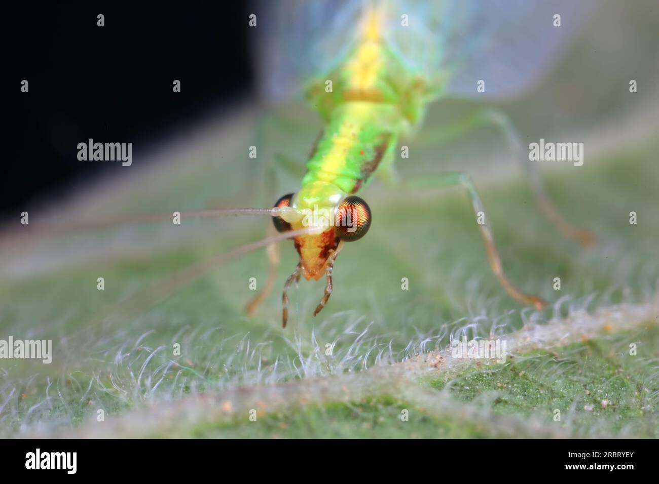 A functional insect of the order Neuroptera in the wild, North China ...