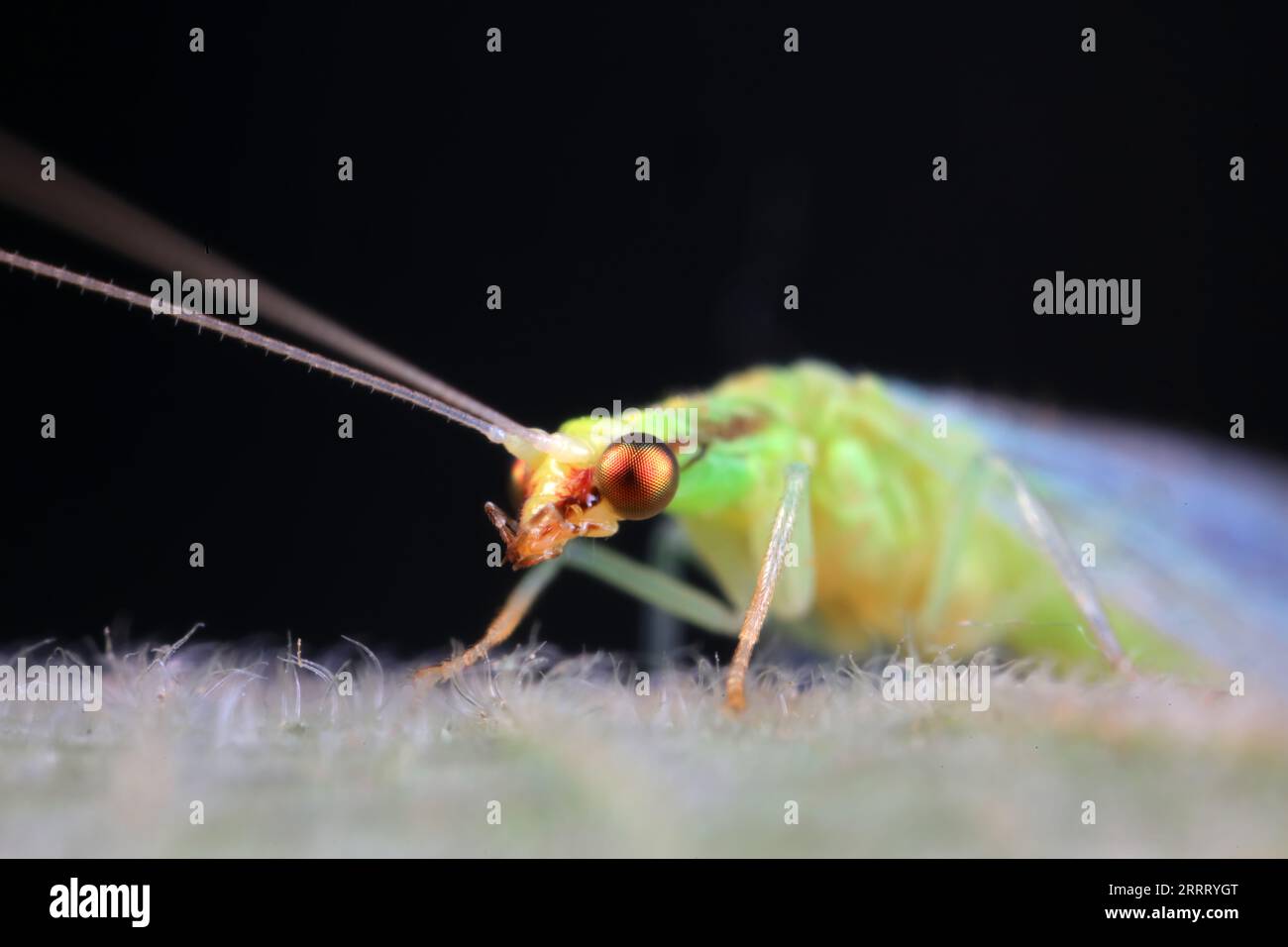 A functional insect of the order Neuroptera in the wild, North China ...